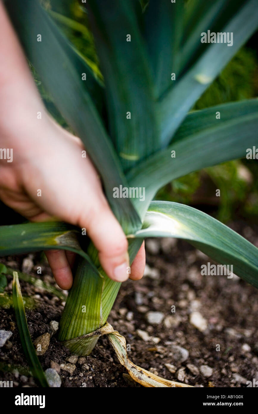 Hand pulling a leek out of the ground FoodCollection Stock Photo - Alamy