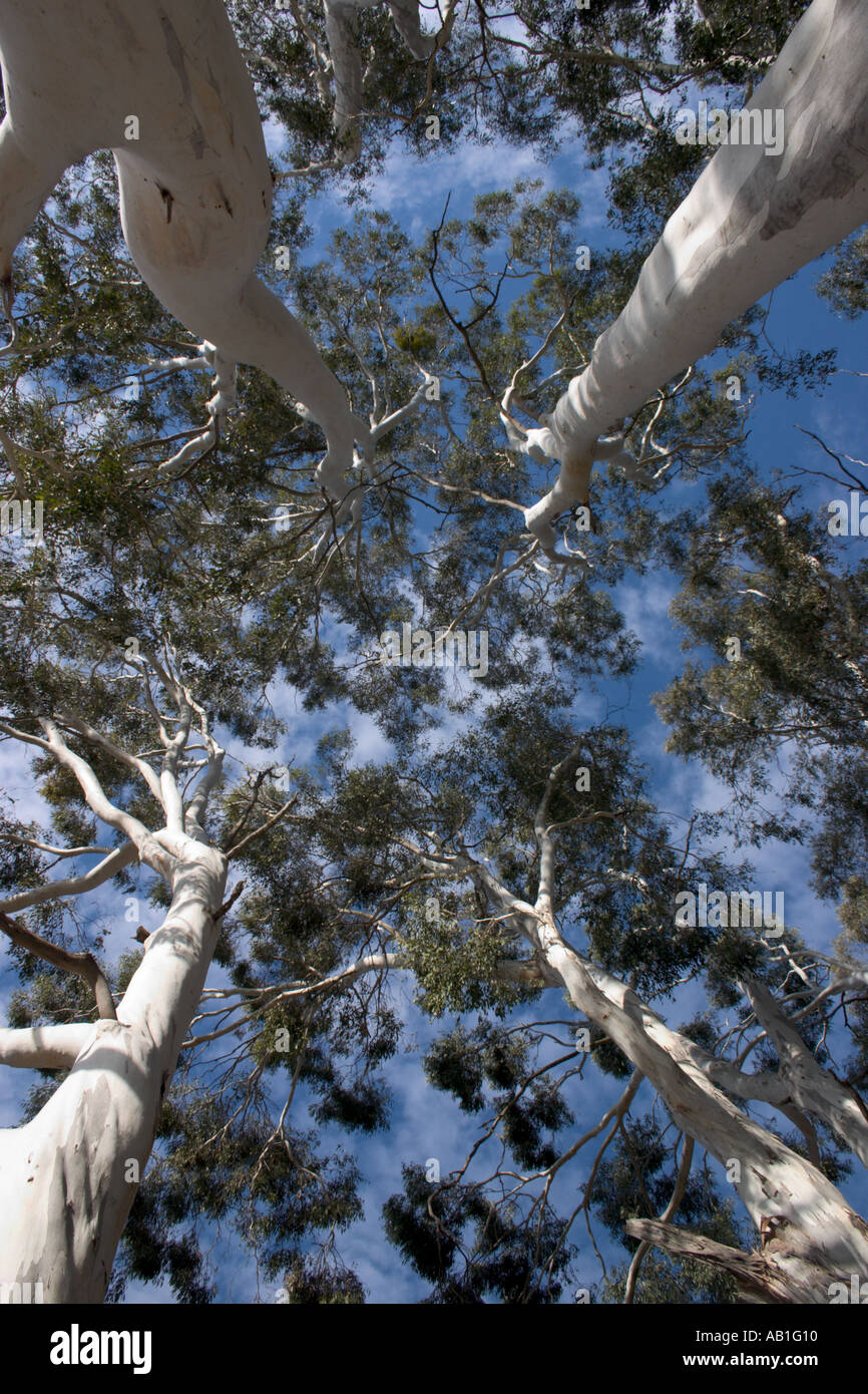 Australian Eucalyptus trees Stock Photo - Alamy