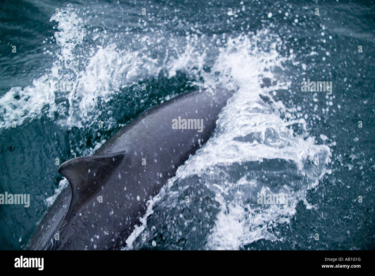 harbor dolphin breaking the surface Stock Photo - Alamy