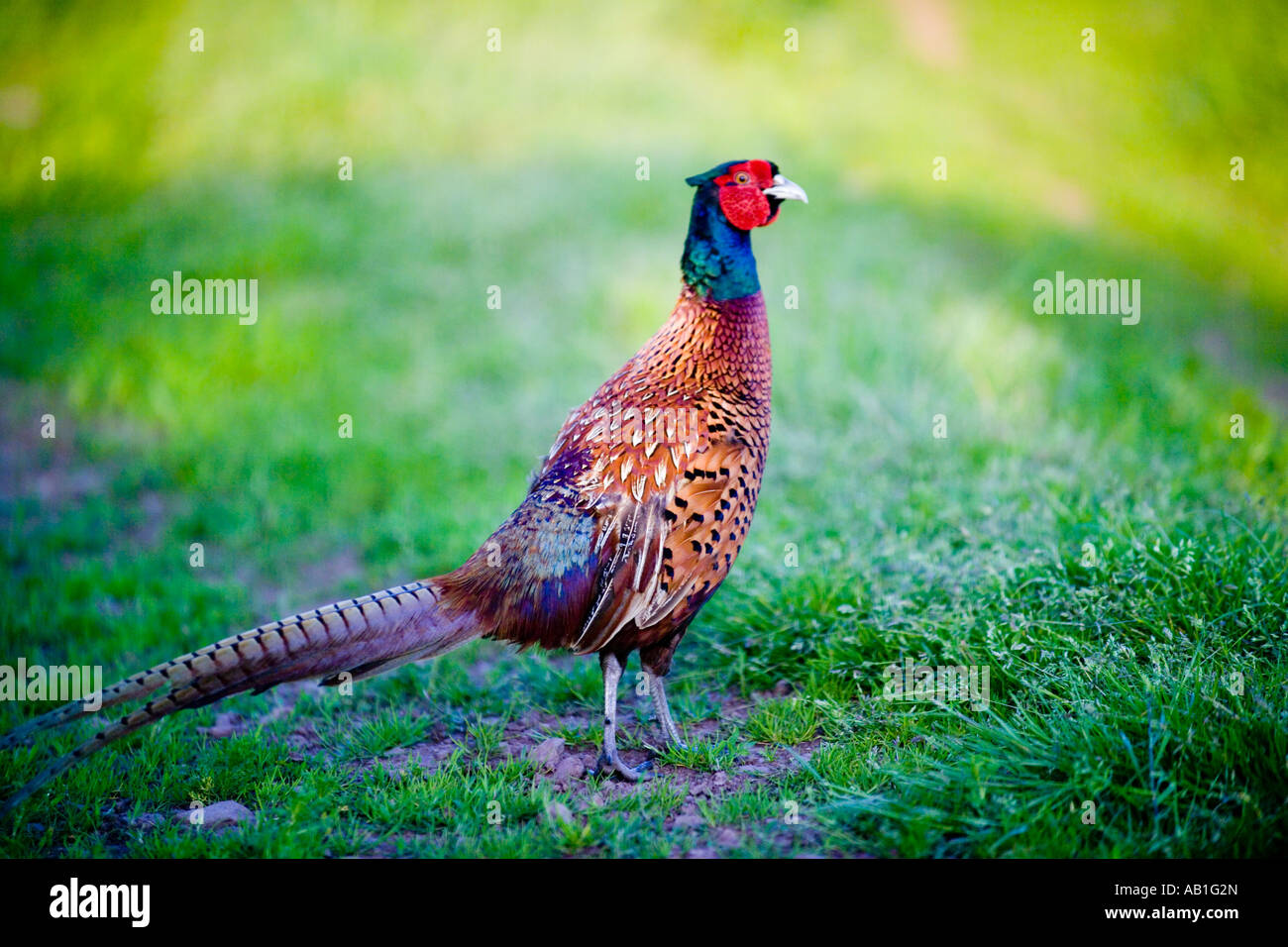 male pheasant bird Stock Photo - Alamy