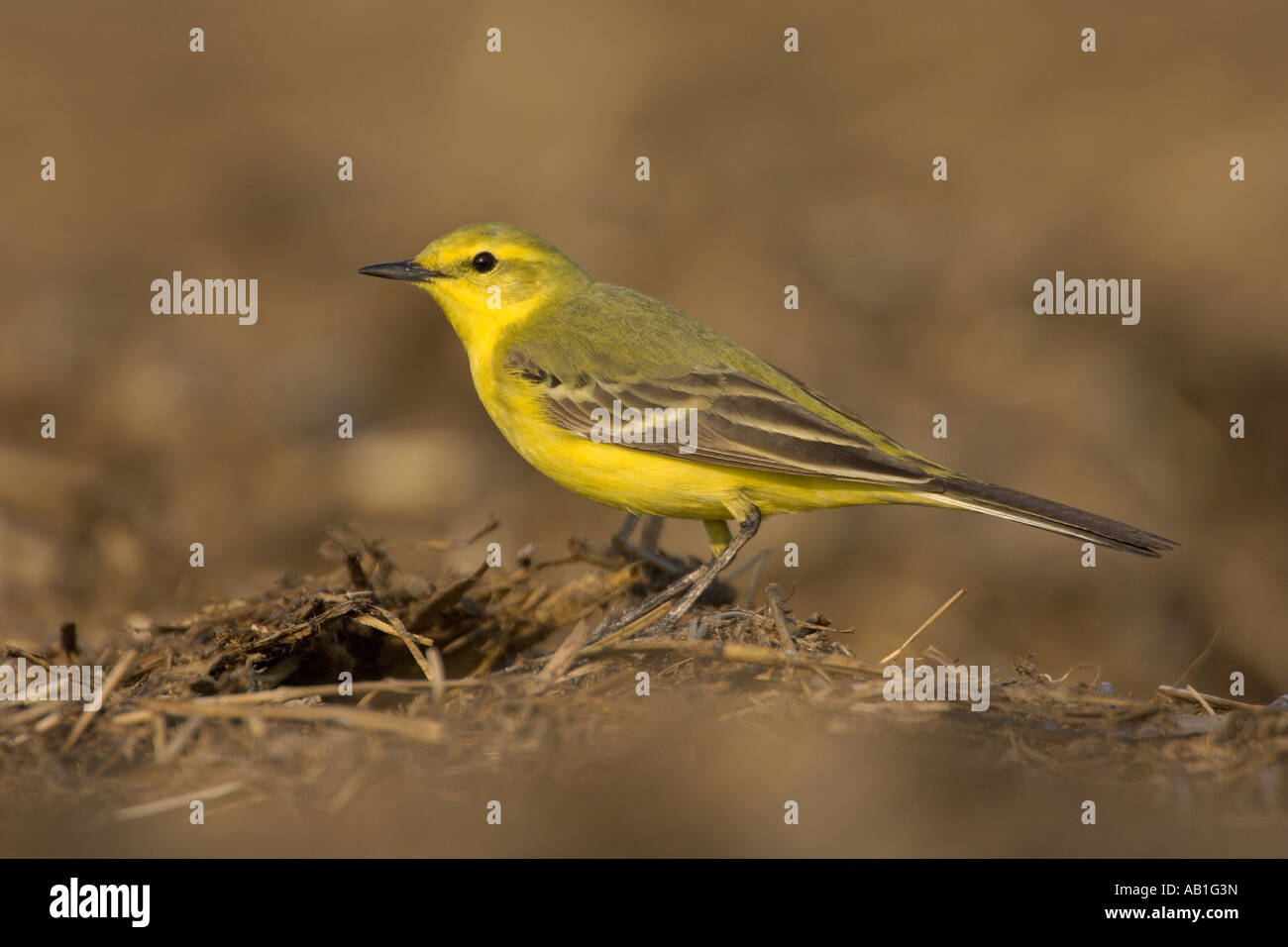 Yellow wagtail Motacilla flava flavissima spring male on farm midden ...