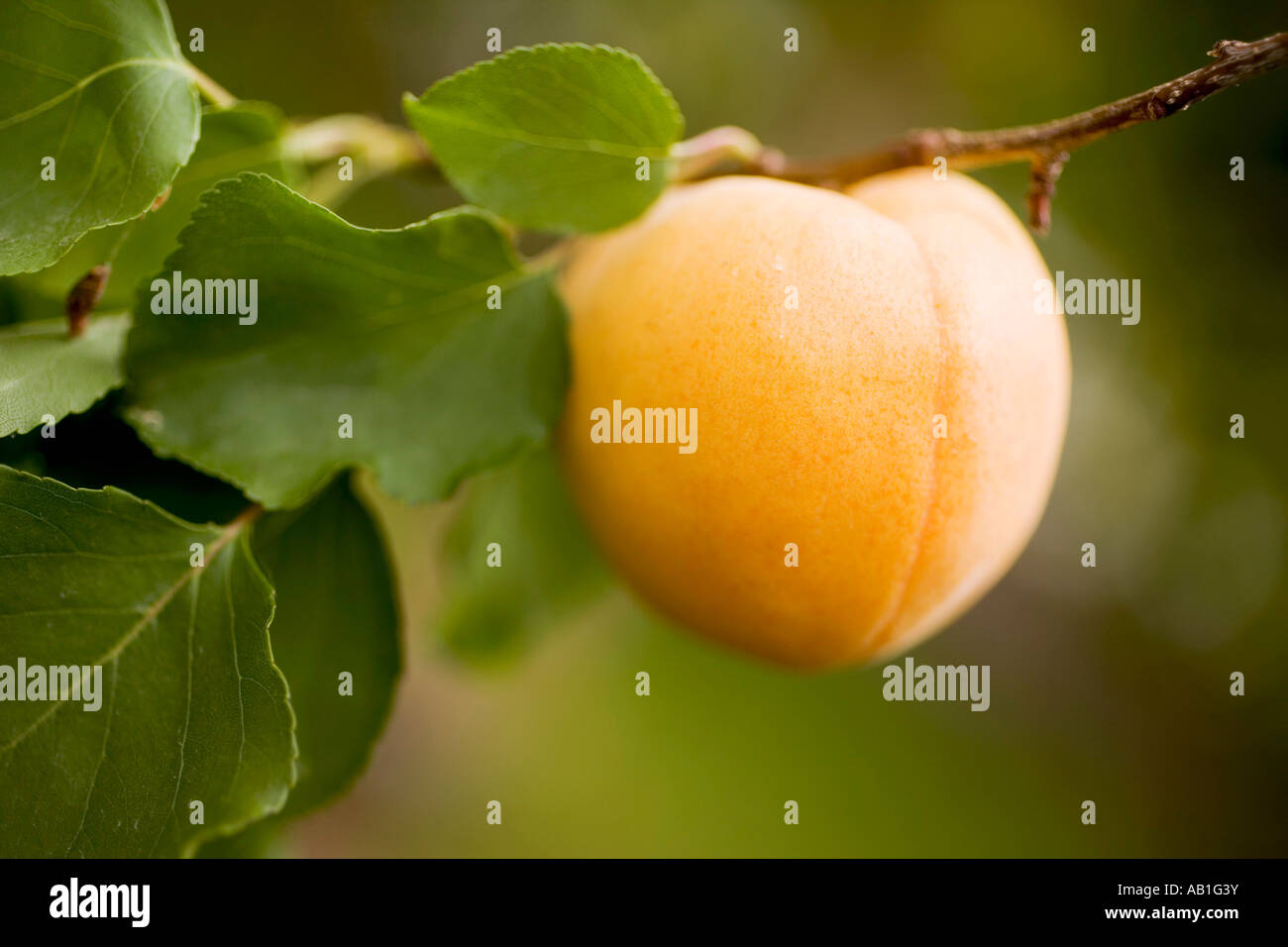 Apricot on a branch FoodCollection Stock Photo - Alamy