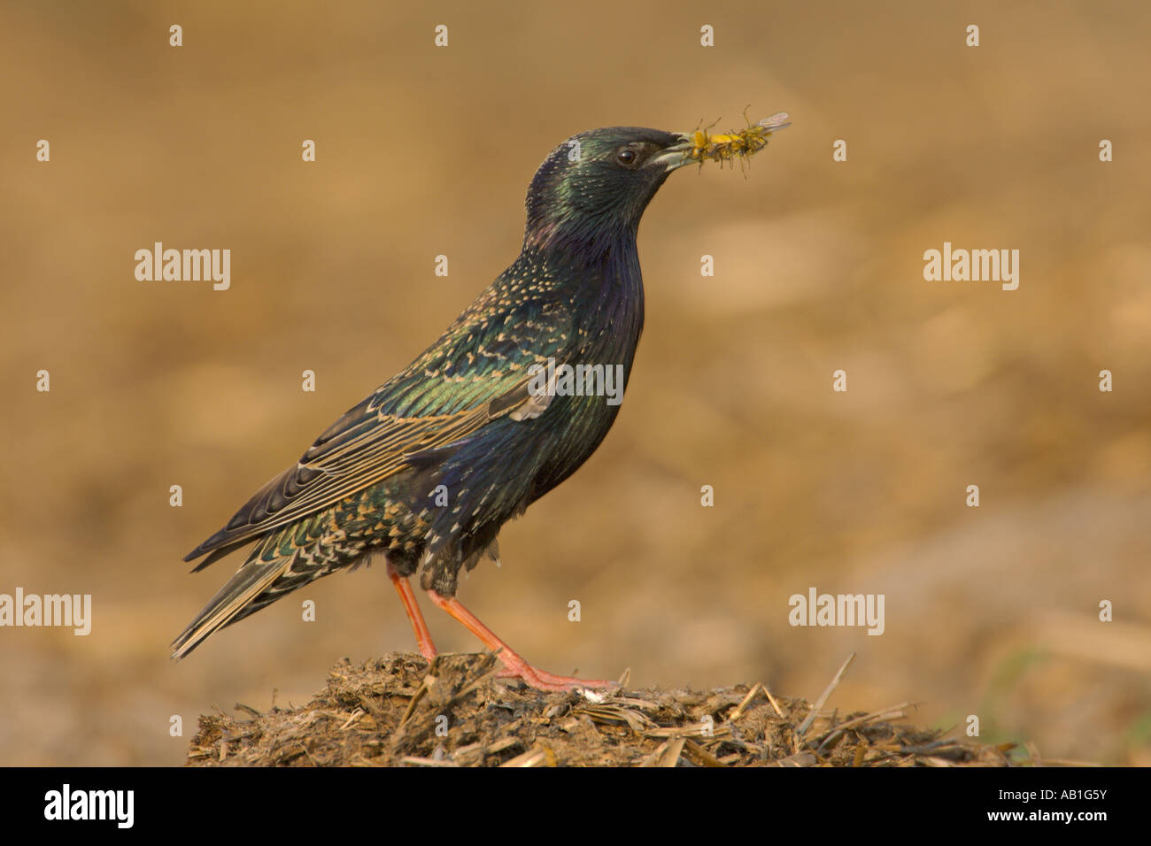 Starling england agriculture hi-res stock photography and images - Alamy