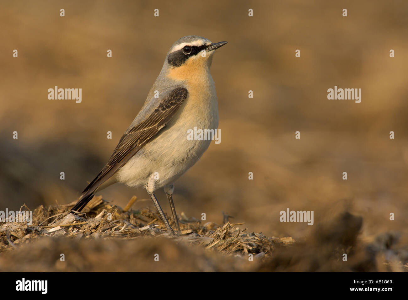 Male northern wheatear hi-res stock photography and images - Alamy