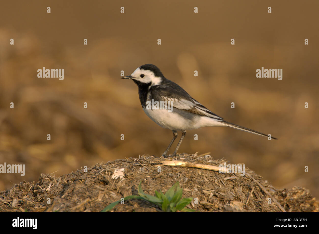 Pied wagtail Motacilla alba yarrellii spring male on farm midden heap ...