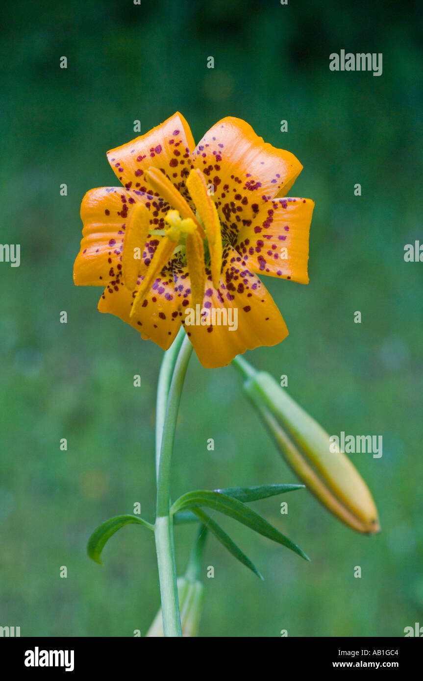 FLOWER Columbia Lily (Lilium columbianum) Cascade-Siskiyou National ...