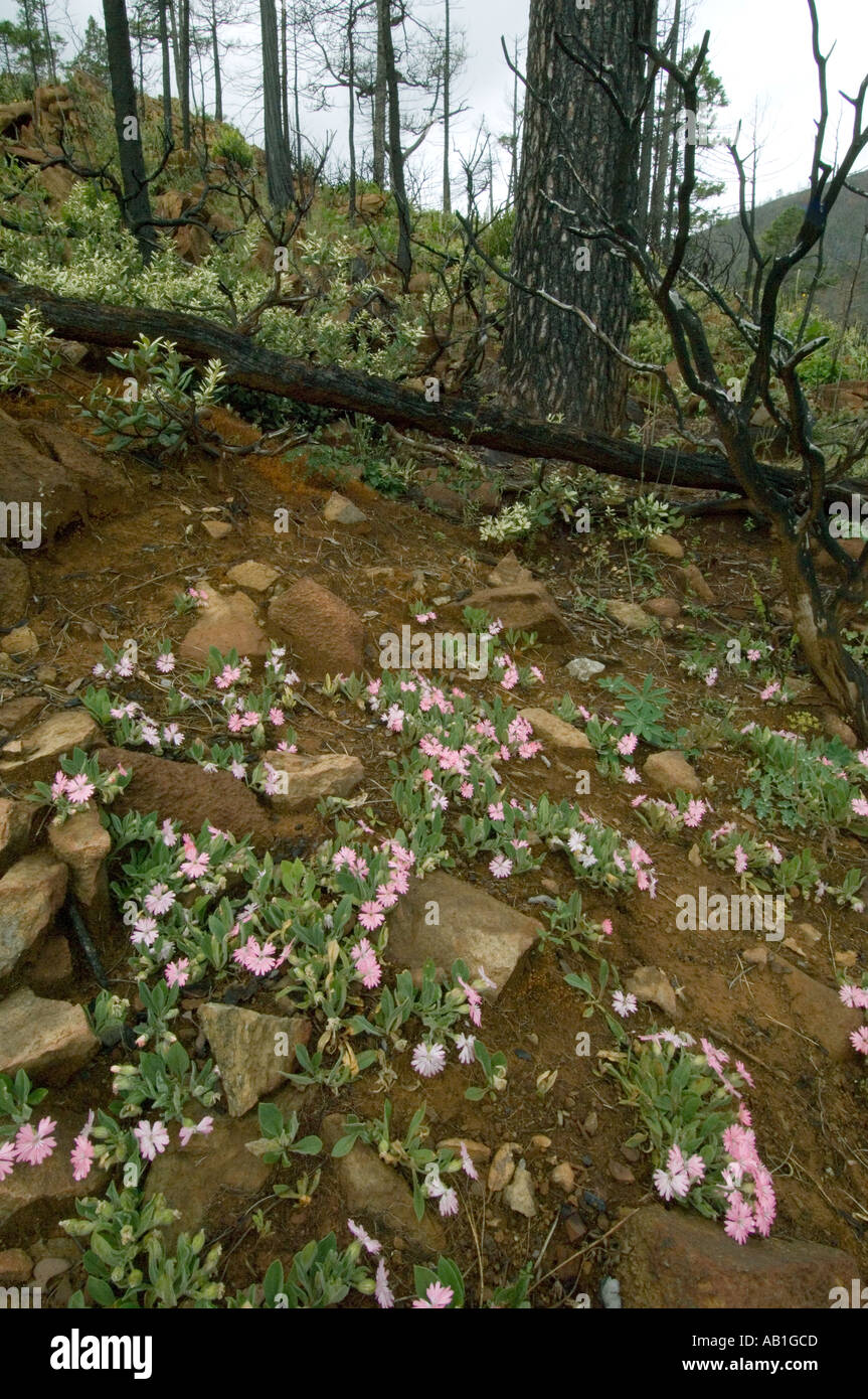 Silene hookeri hi-res stock photography and images - Alamy
