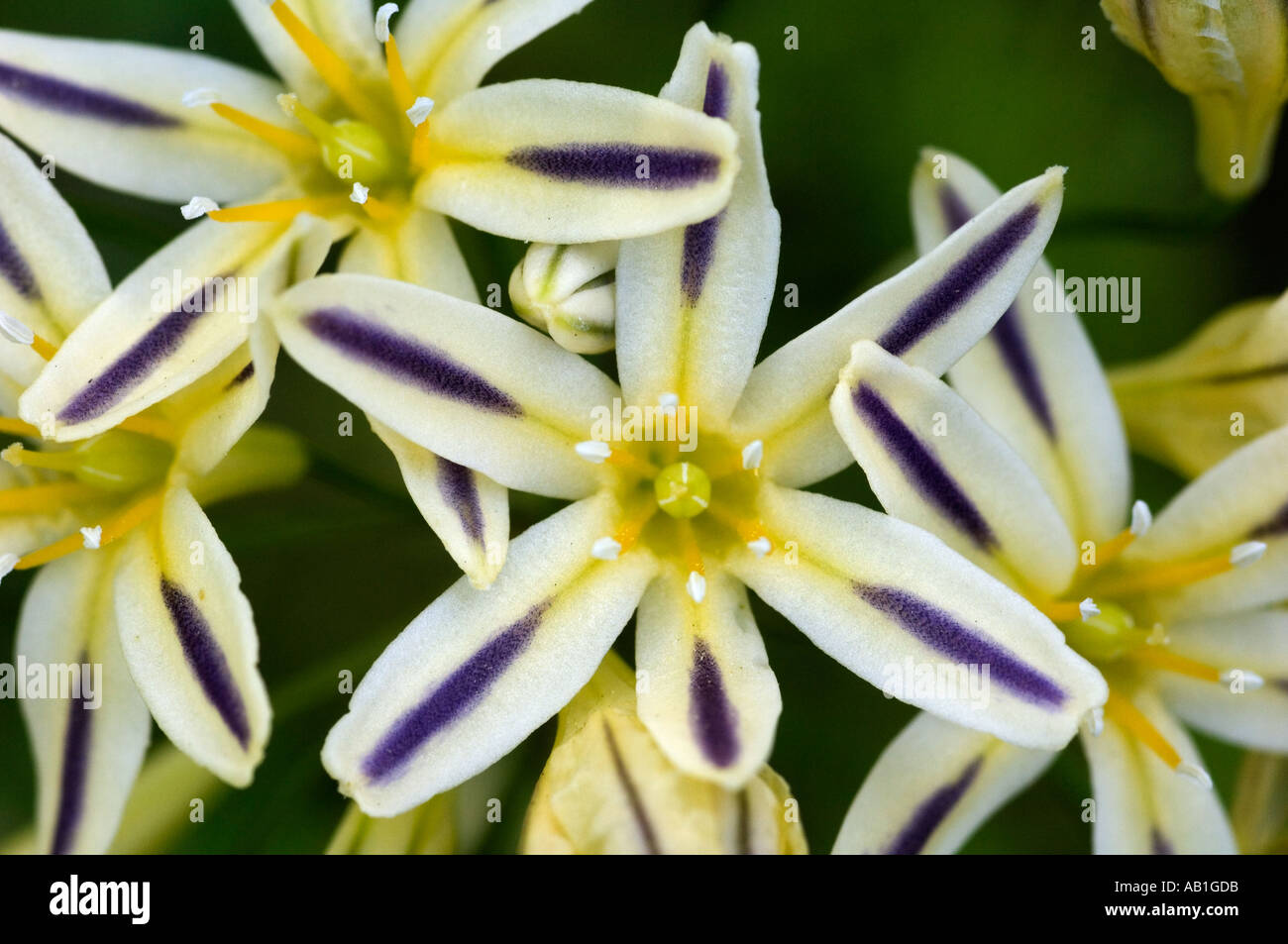 FLOWER Henderson's Triteleia (Triteleia hendersonii) Siskiyou Mountains ...