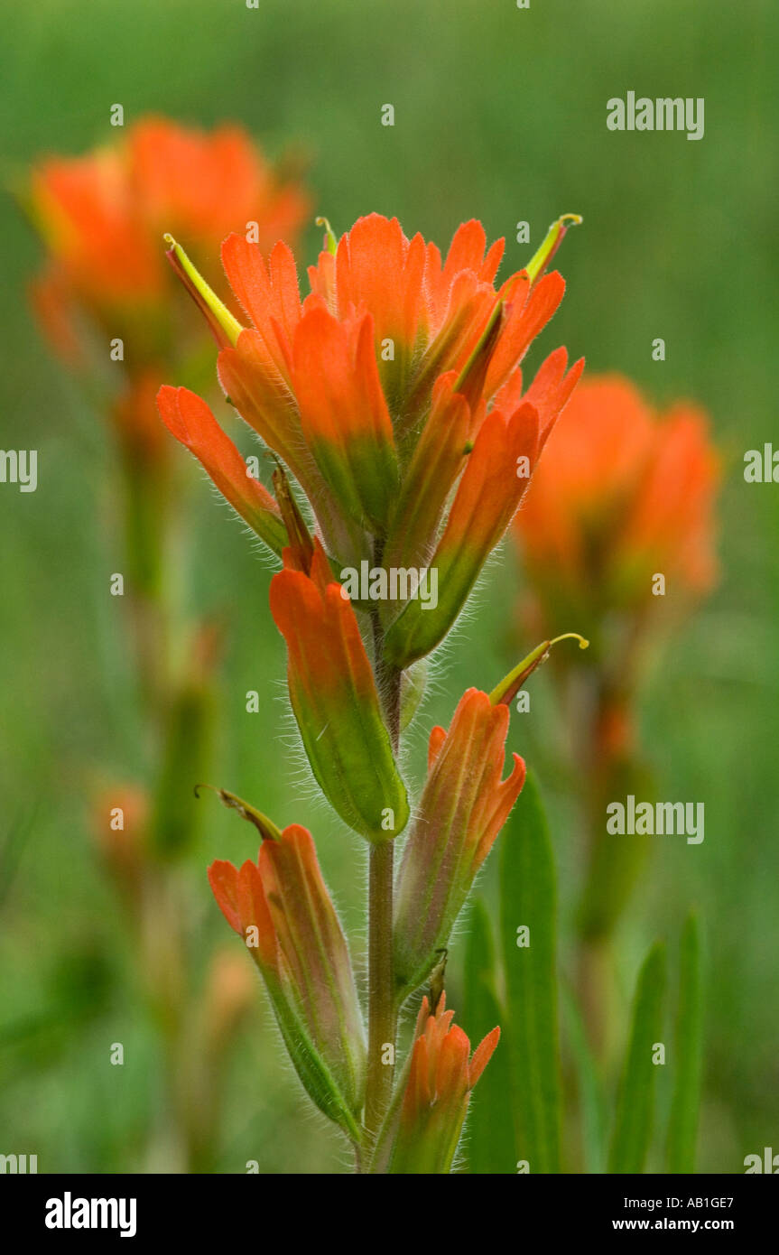 Indian paintbursh hi-res stock photography and images - Alamy