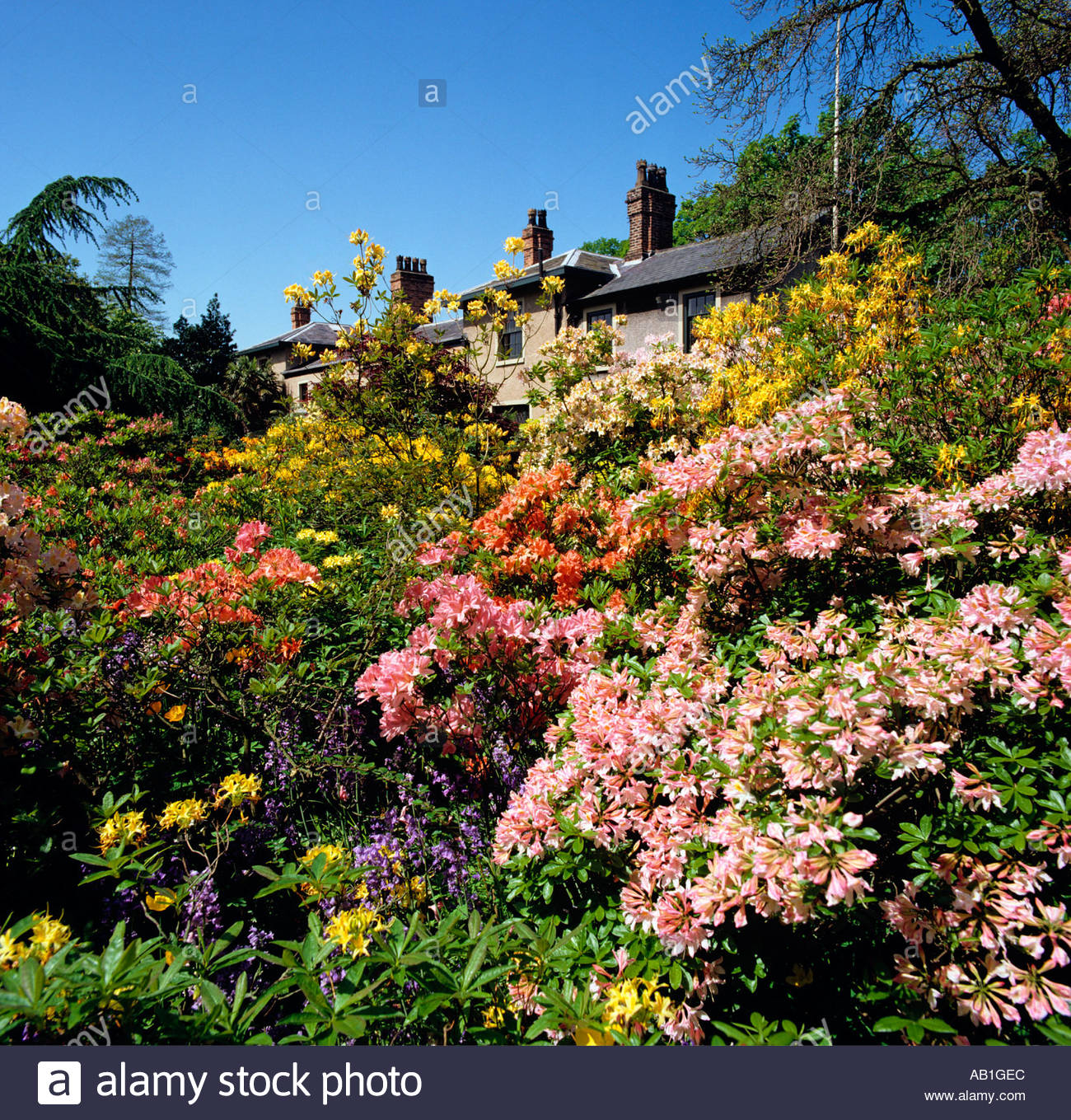 Manchester Didsbury azaleas and spring flowers at the Old Parsonage ...