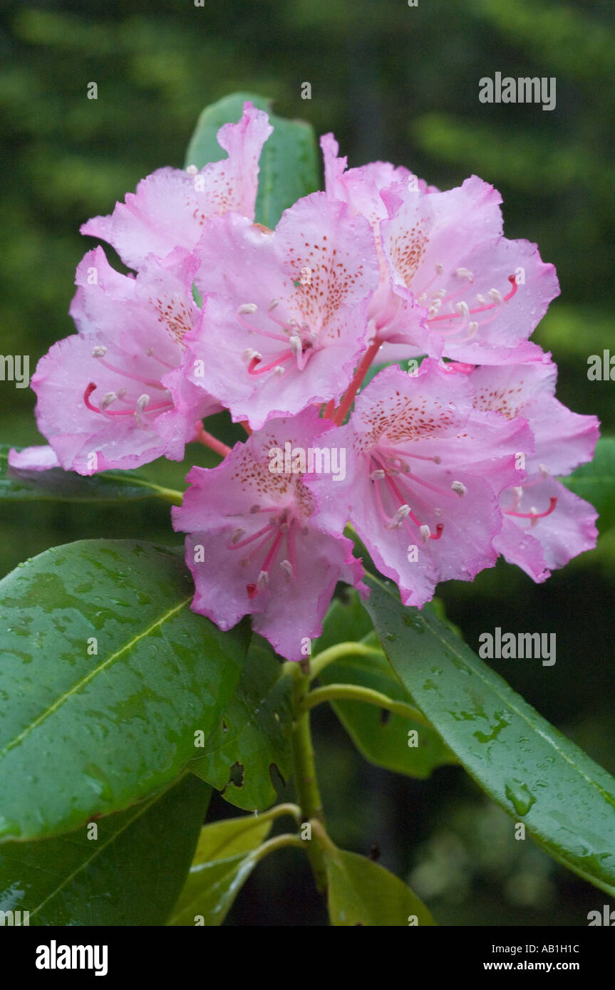 FLOWER Western Rhododendron (Rhododendron macrophyllum) Oregon Caves ...