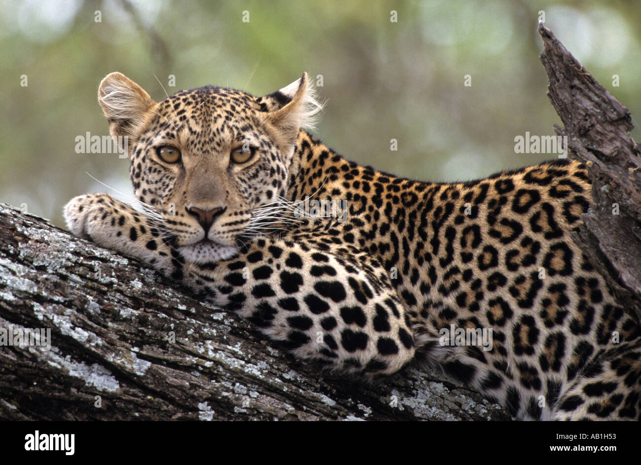Leopard resting in acacia tree hi-res stock photography and images - Alamy