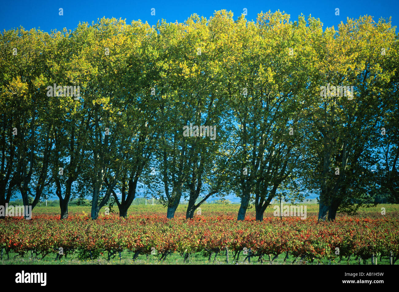 Fall colors in vineyard Provence France Stock Photo - Alamy