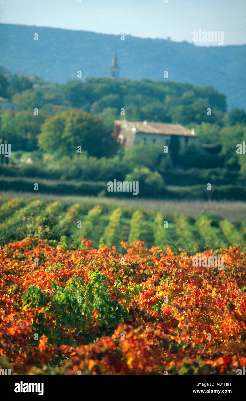 Vineyards in Autumn Provence France Stock Photo - Alamy