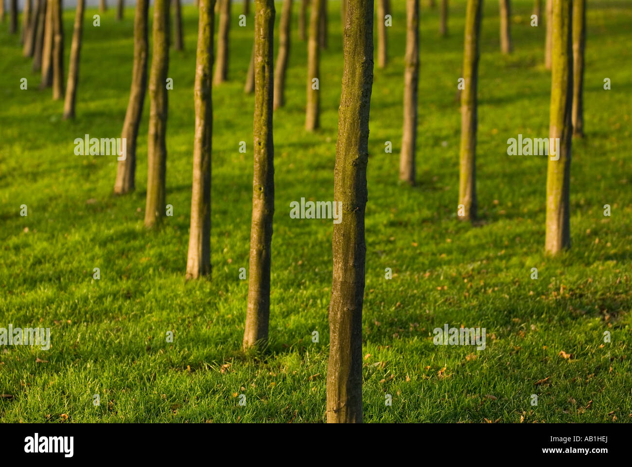 Trees carbon capture hi-res stock photography and images - Alamy