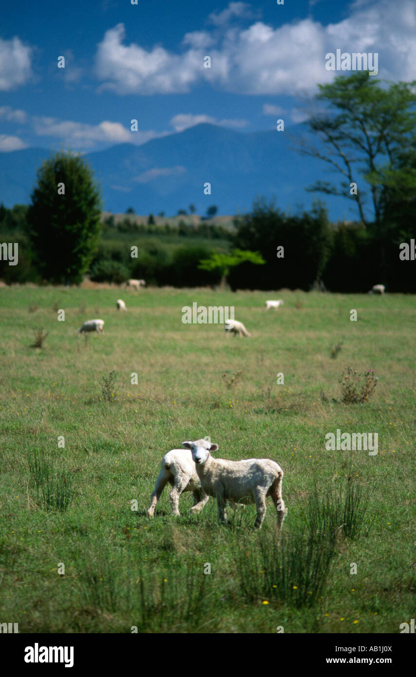 Sheep Ruby Bay South Island New Zealand Stock Photo - Alamy