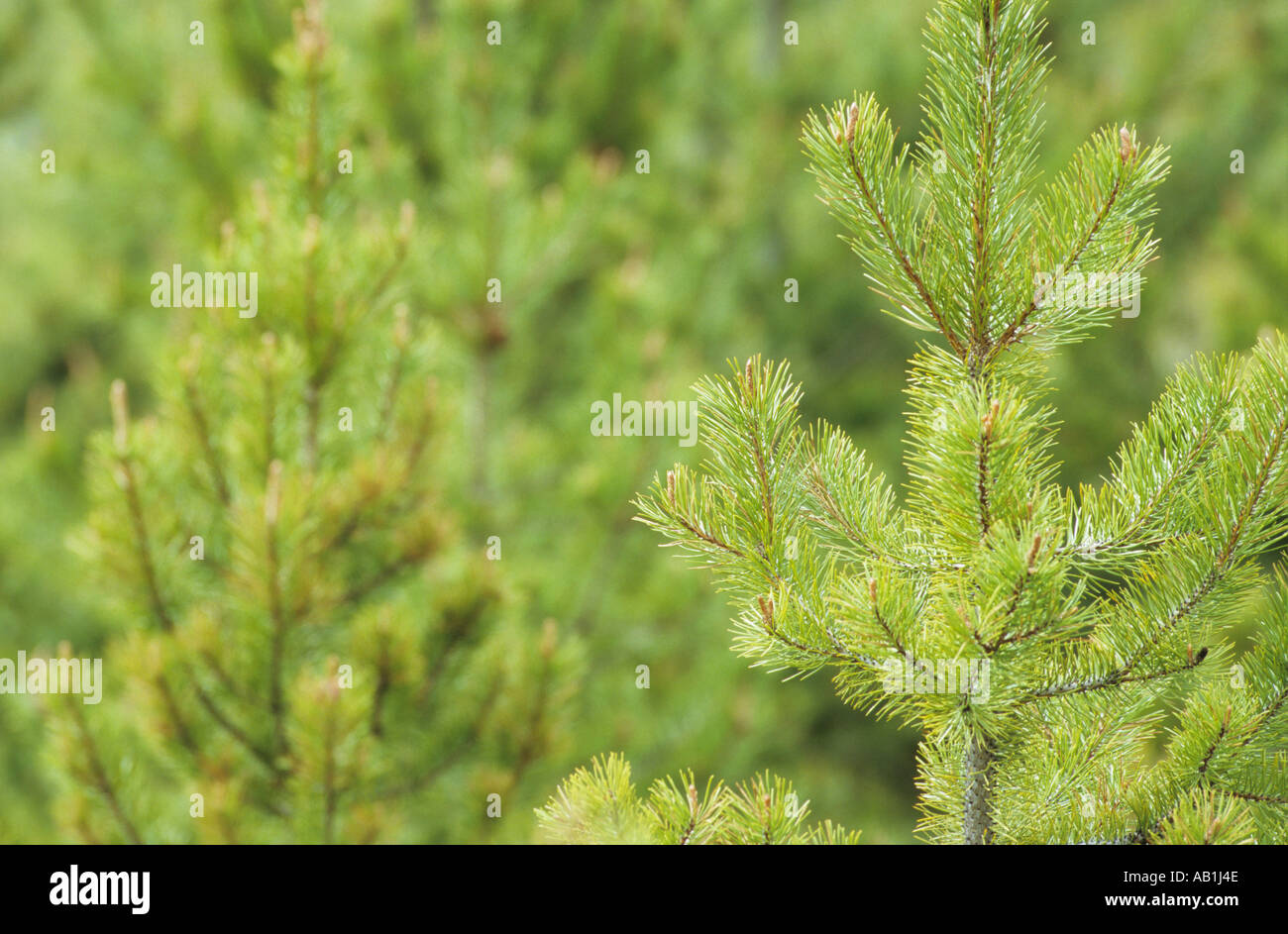 Pine trees growing in re planted logging area Bulkley Valley British ...