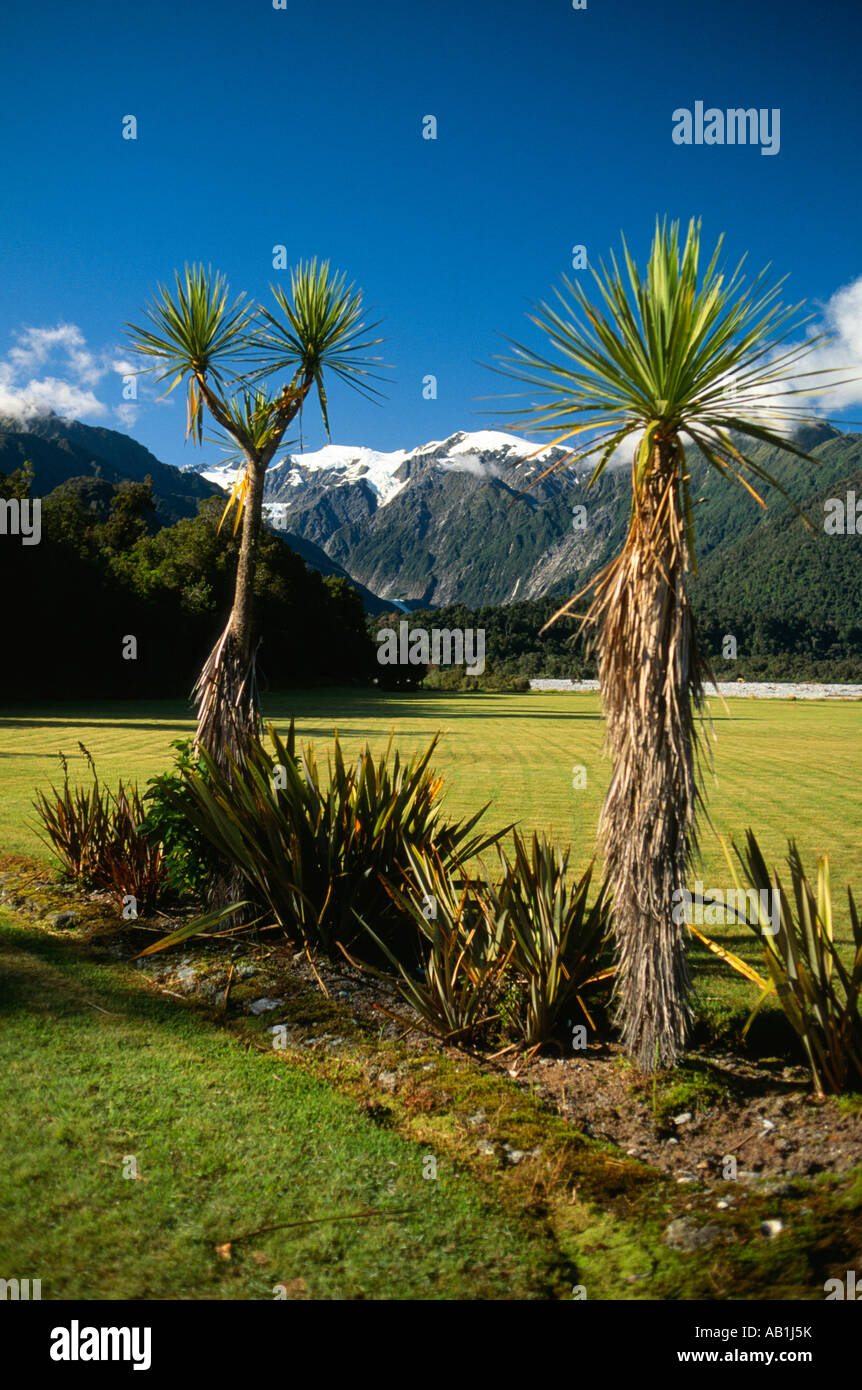 Palm trees and snowcapped mountains Franz Josef G. New Zealand Stock ...