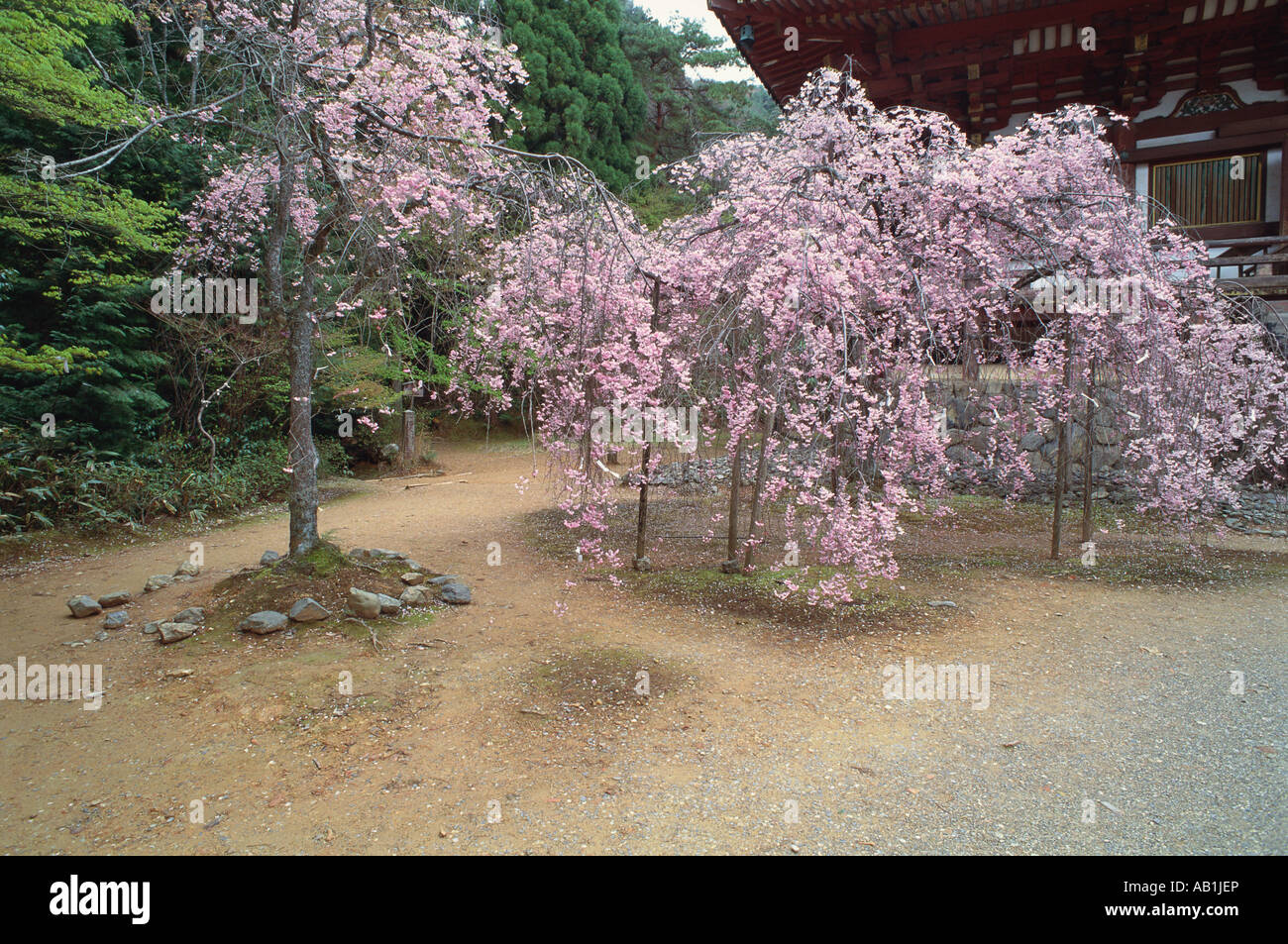 Jingo ji Temple Kyoto Prefecture Japan Stock Photo - Alamy