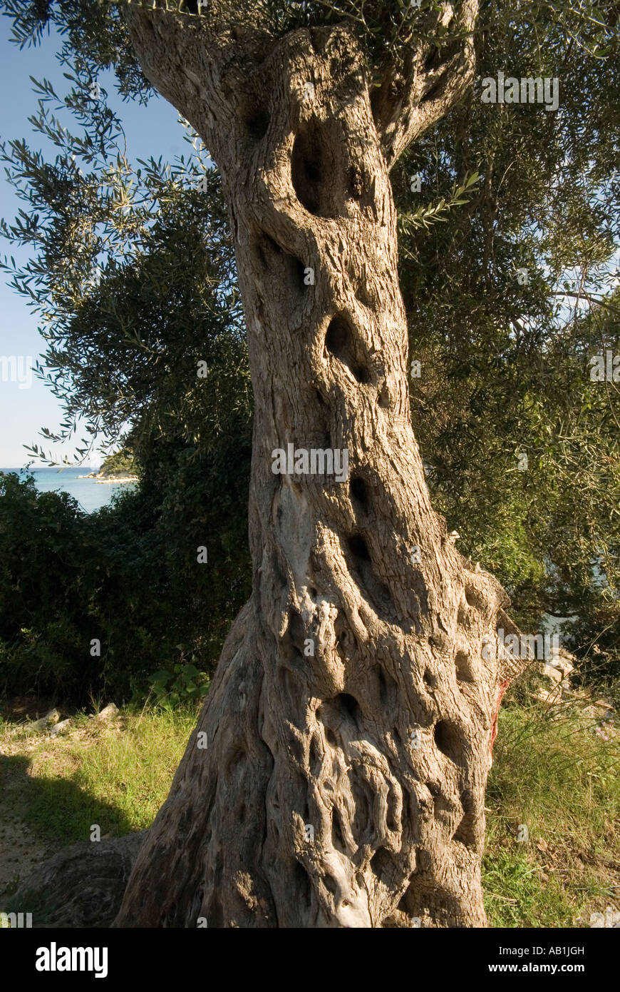 ancient olive tree trunk Corfu Greece Mediterannean Stock Photo - Alamy