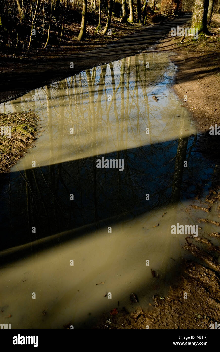 Birnam Wood reflection in puddle Stock Photo - Alamy