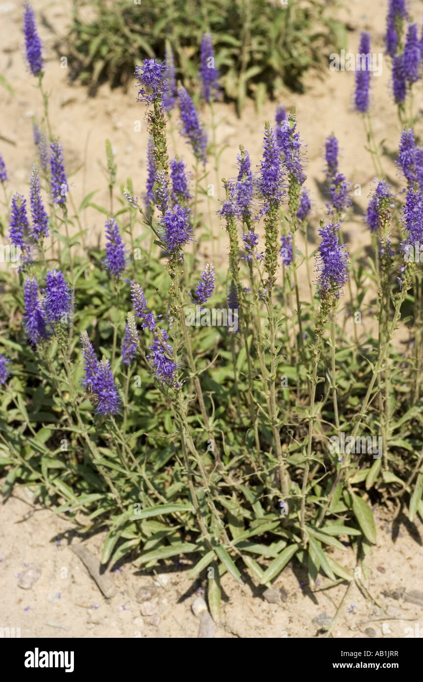 Blue flowers of spike speedwell - veronica spicata Stock Photo - Alamy