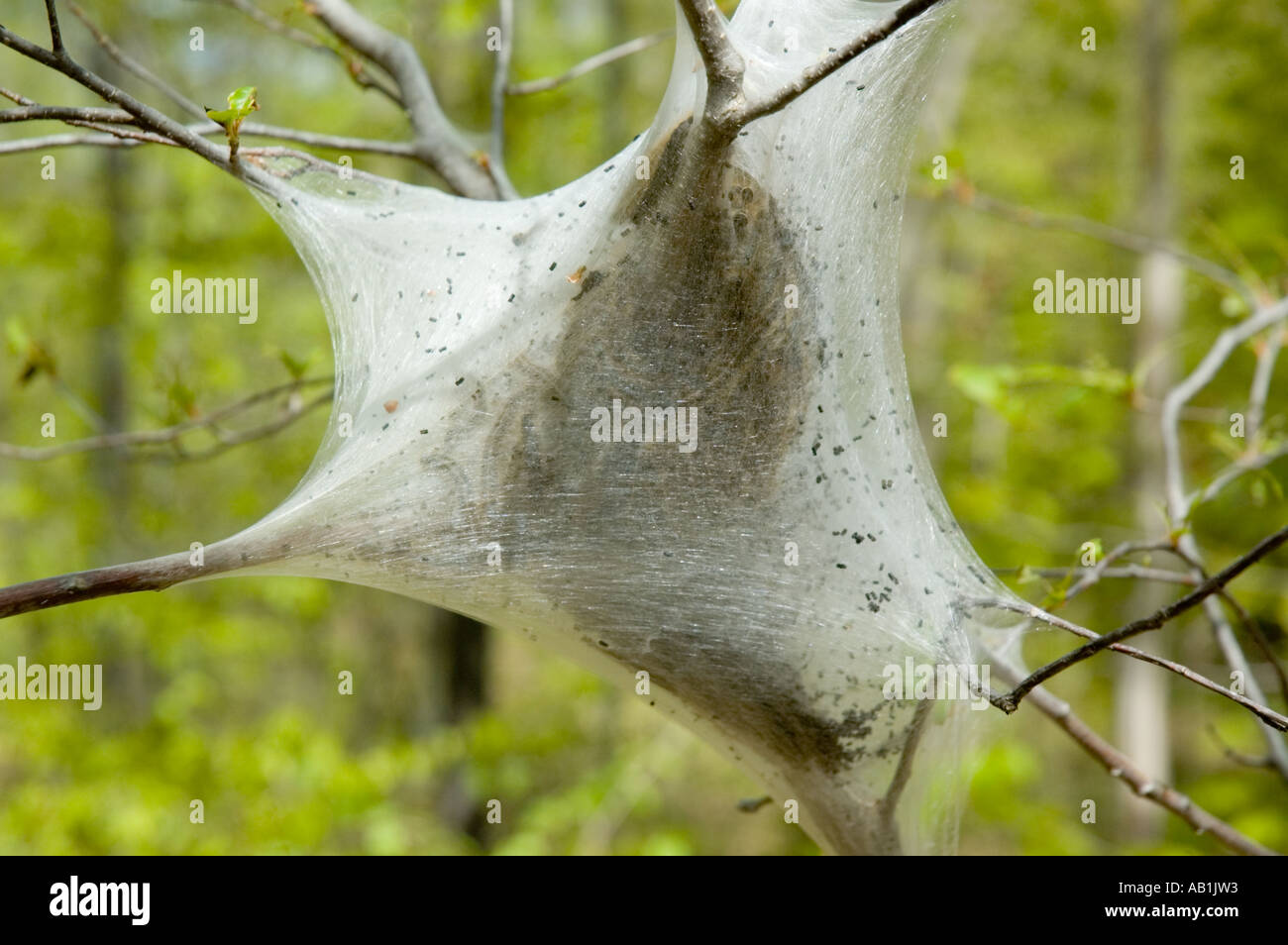 Silken tent hi-res stock photography and images - Alamy