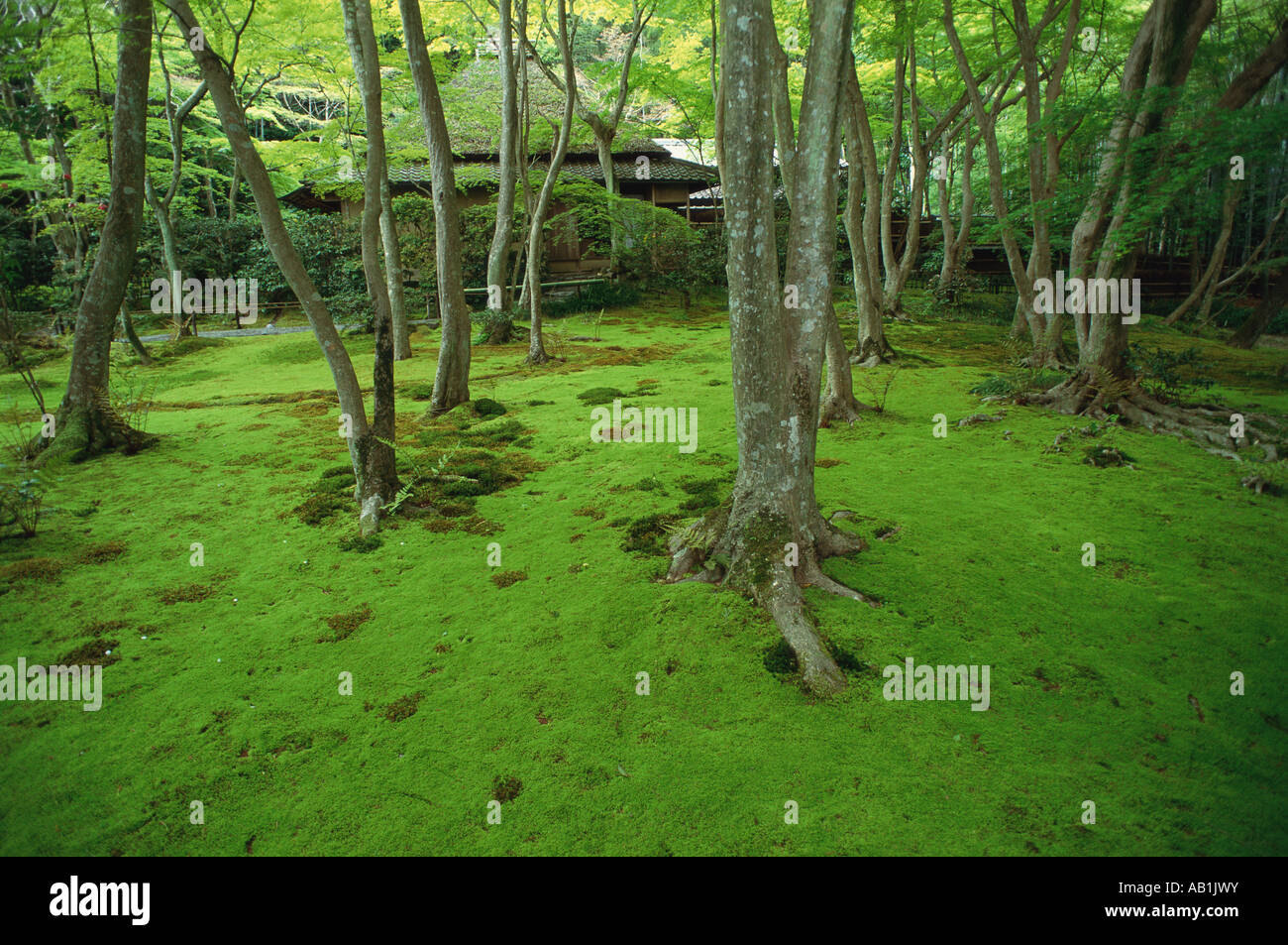 Gio ji Temple Kyoto Prefecture Japan Stock Photo - Alamy Gio ji Temple Kyoto Prefecture Japan Stock Photo - Alamy