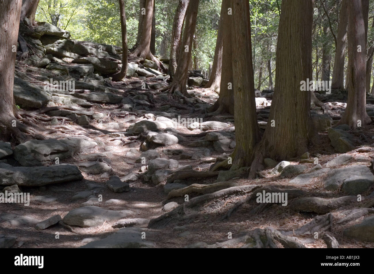 Cedar trees and shadows hi-res stock photography and images - Alamy