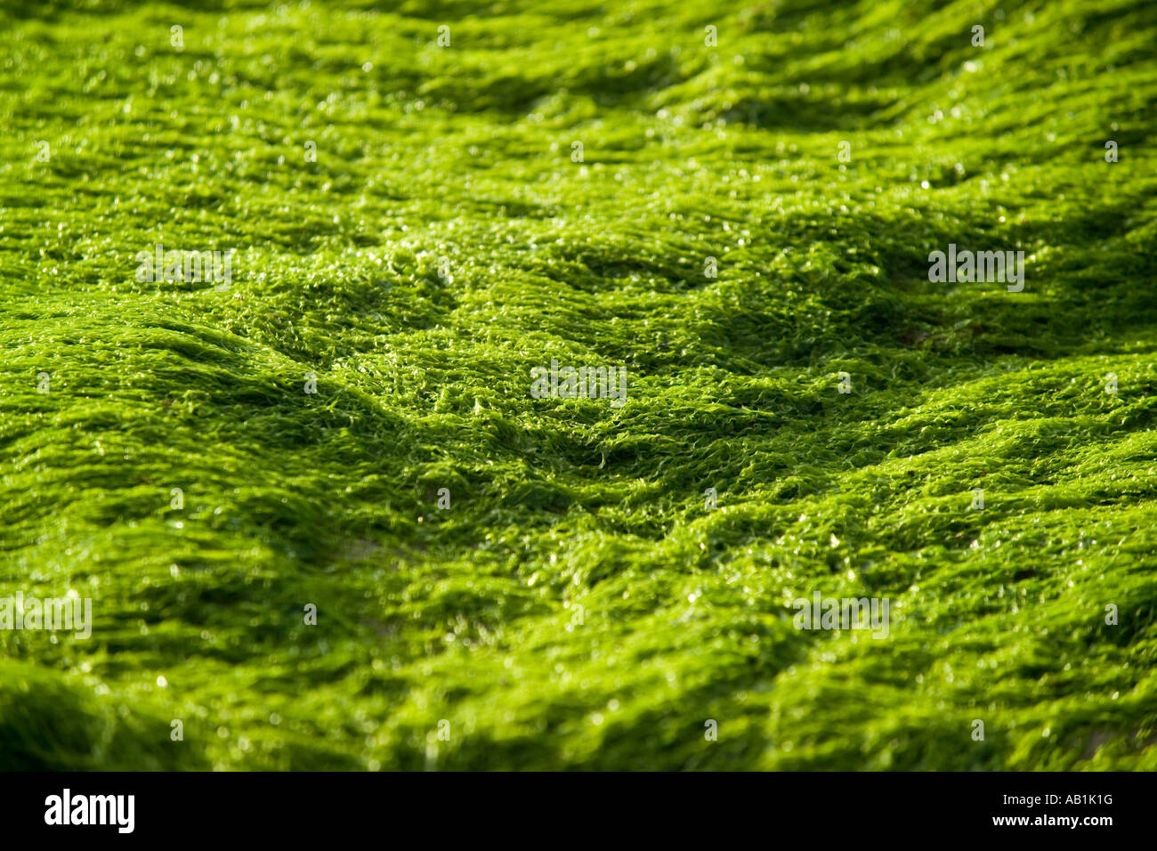 Algae Covered Rocks Low Tide High Resolution Stock Photography and ...