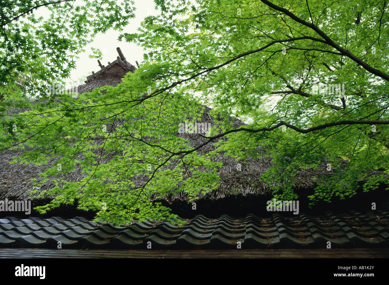 Gio ji Temple Kyoto Prefecture Japan Stock Photo - Alamy Gio ji Temple Kyoto Prefecture Japan Stock Photo - Alamy