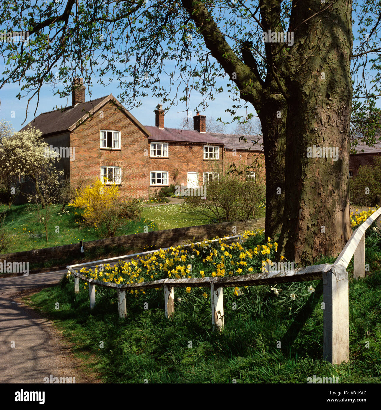 County flower of cheshire hi-res stock photography and images - Alamy