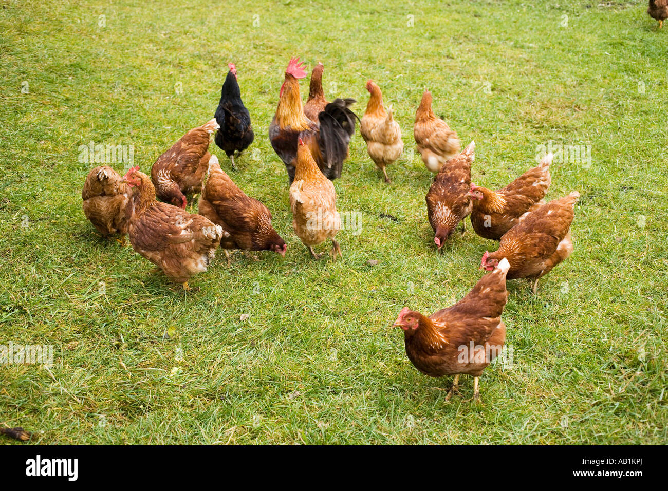 Free range hens in a field FoodCollection Stock Photo - Alamy