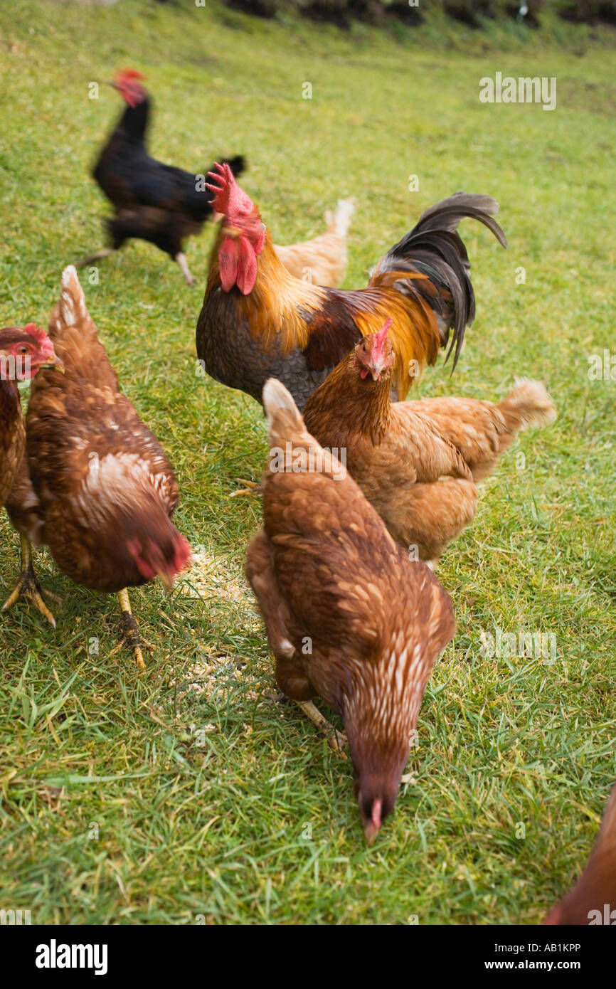 Free range hens in a field FoodCollection Stock Photo - Alamy