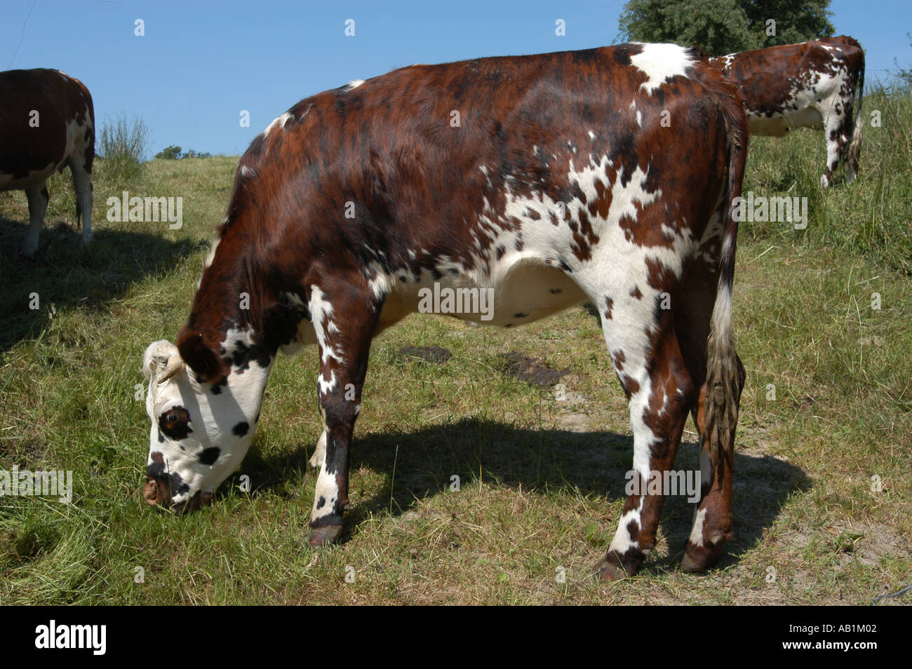 Normande cattle grazing Manche Normandy France Stock Photo - Alamy