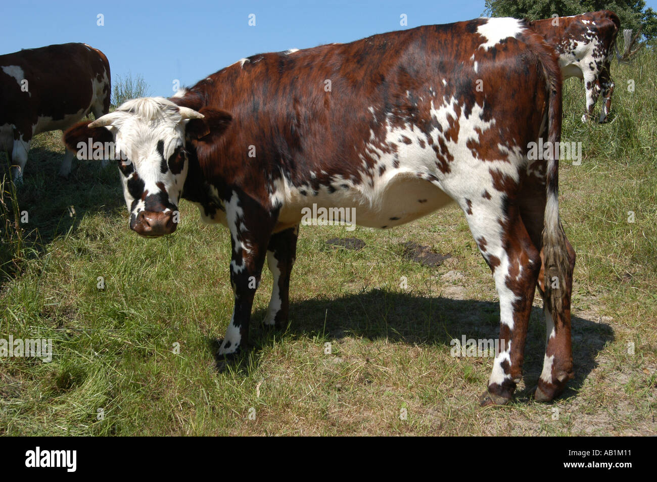 Normande cattle grazing Manche Normandy France Stock Photo - Alamy