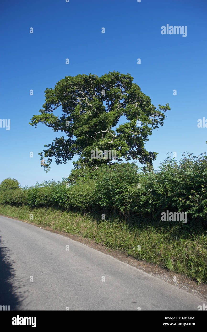 Old oak tree uk hi-res stock photography and images - Alamy