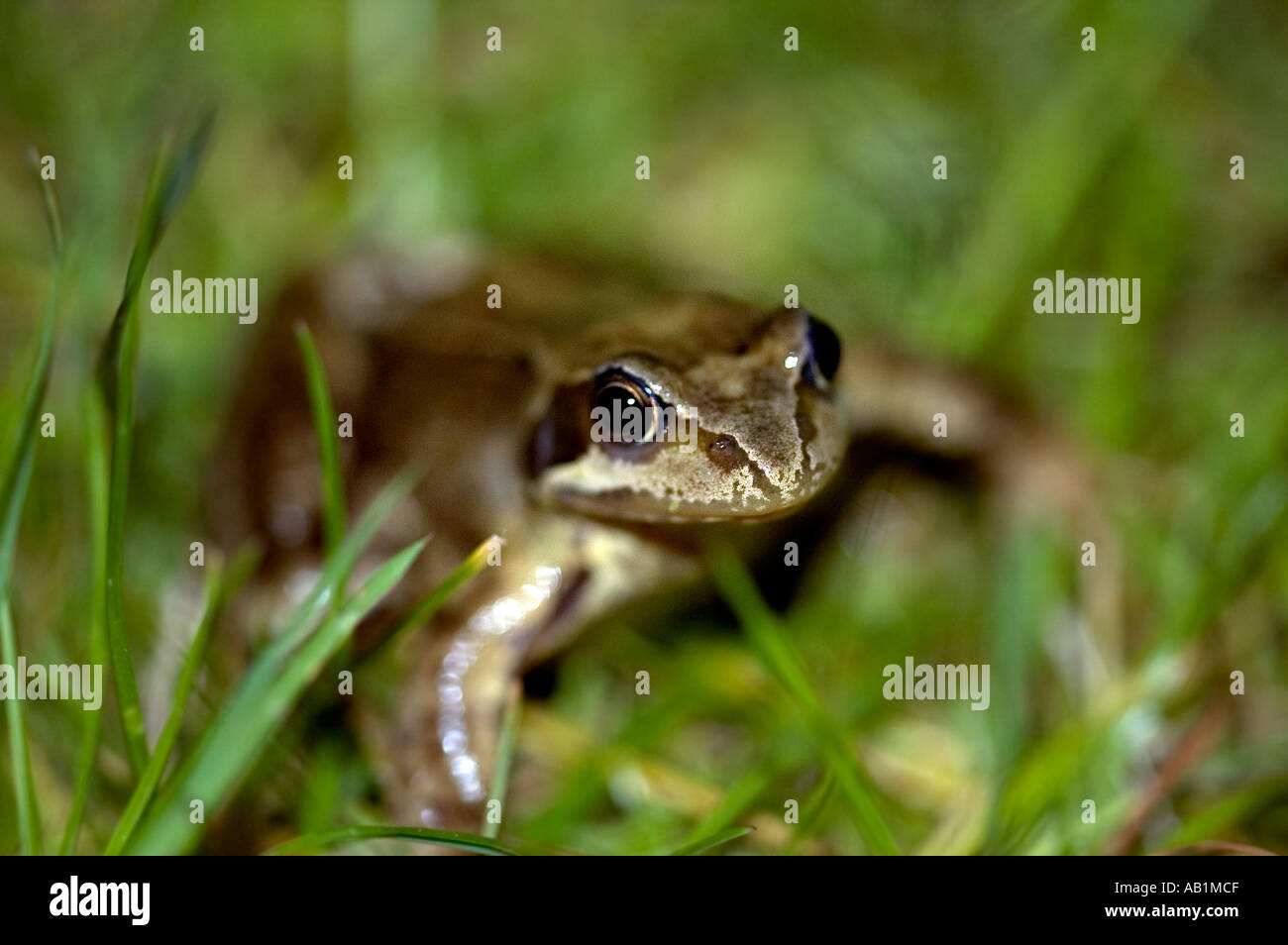 Frog in grass Stock Photo - Alamy