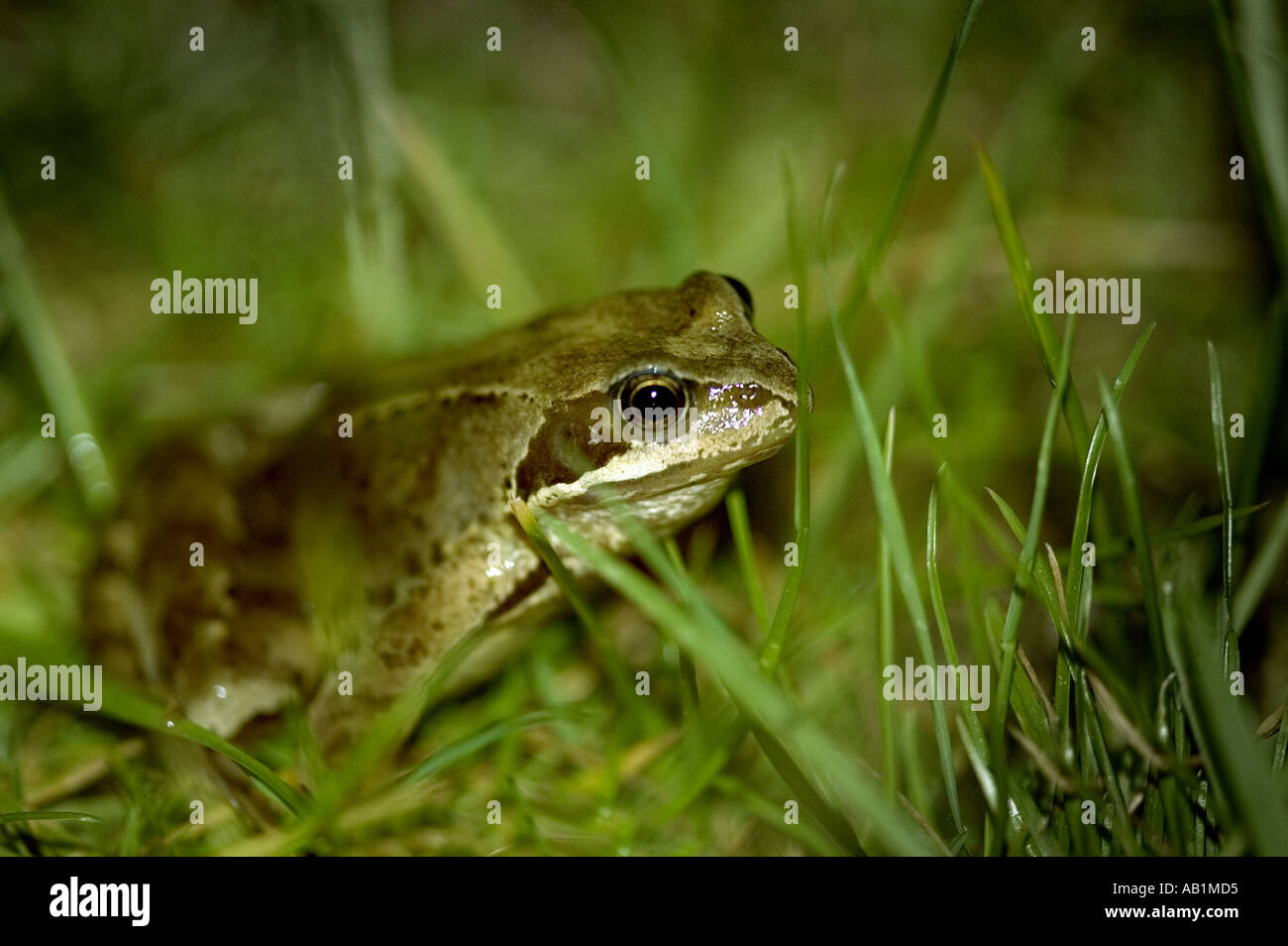 Frog in grass Stock Photo - Alamy