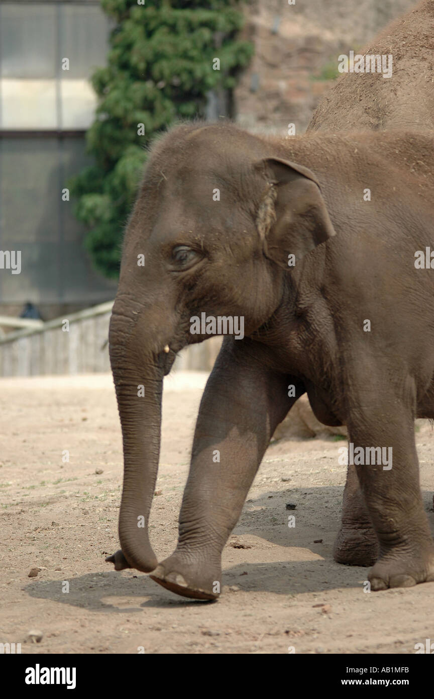 Elephants in a family group Stock Photo - Alamy