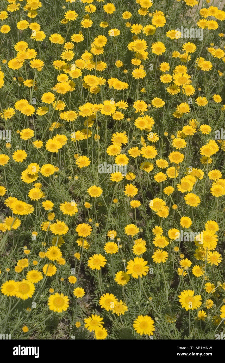 Yellow flowers of golden chamomile - Anthemis tinctoria Stock Photo - Alamy