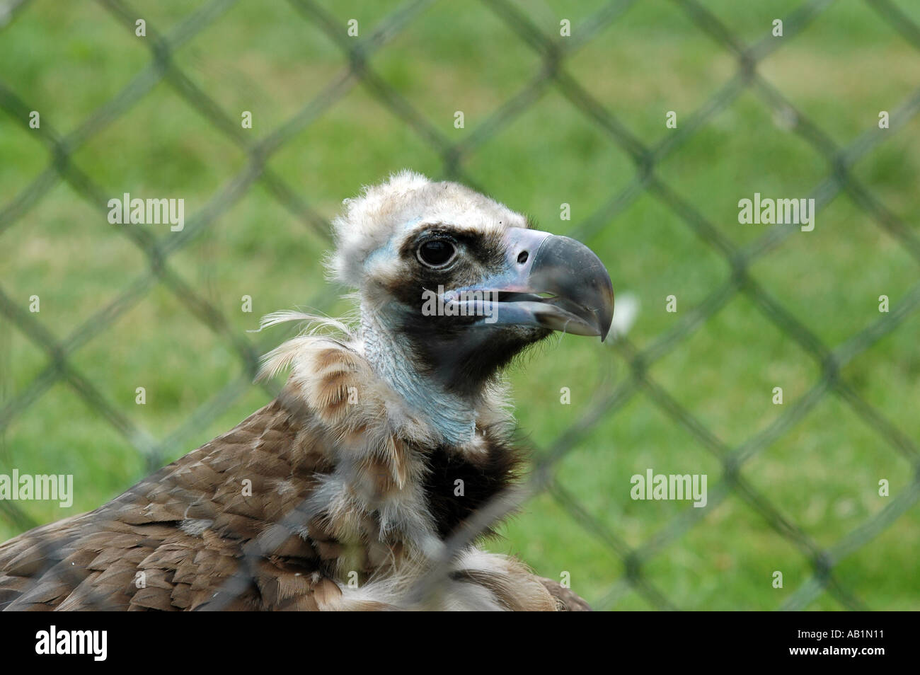Asian bird flu threat hi-res stock photography and images - Alamy
