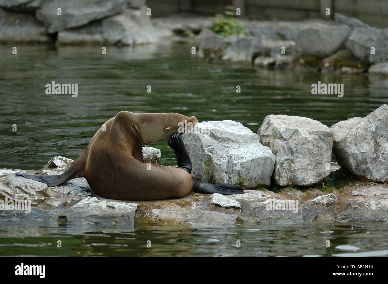 Seal in a zoo Stock Photo - Alamy