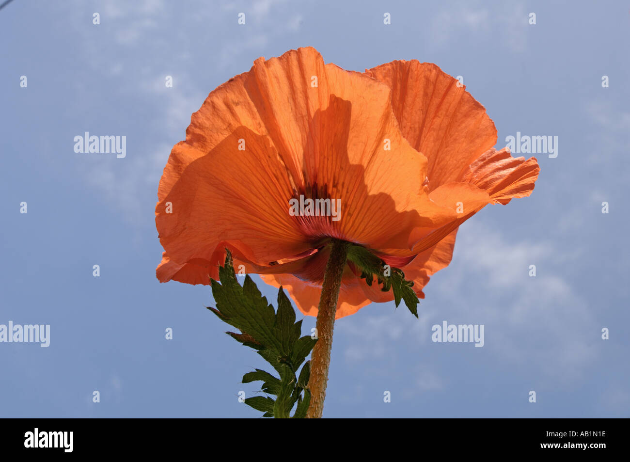 Single flower blue poppy hi-res stock photography and images - Alamy