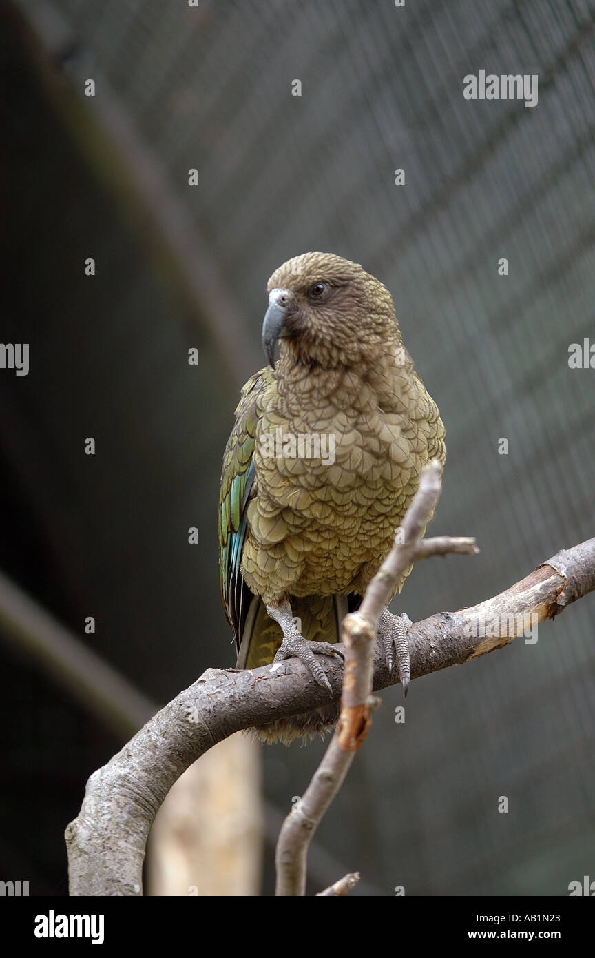 Asian bird flu threat hi-res stock photography and images - Alamy