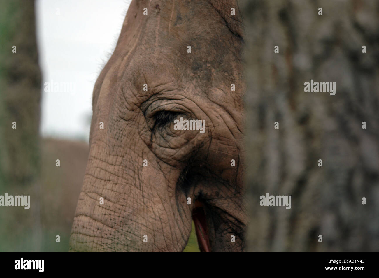 Old elephant in close up Stock Photo - Alamy