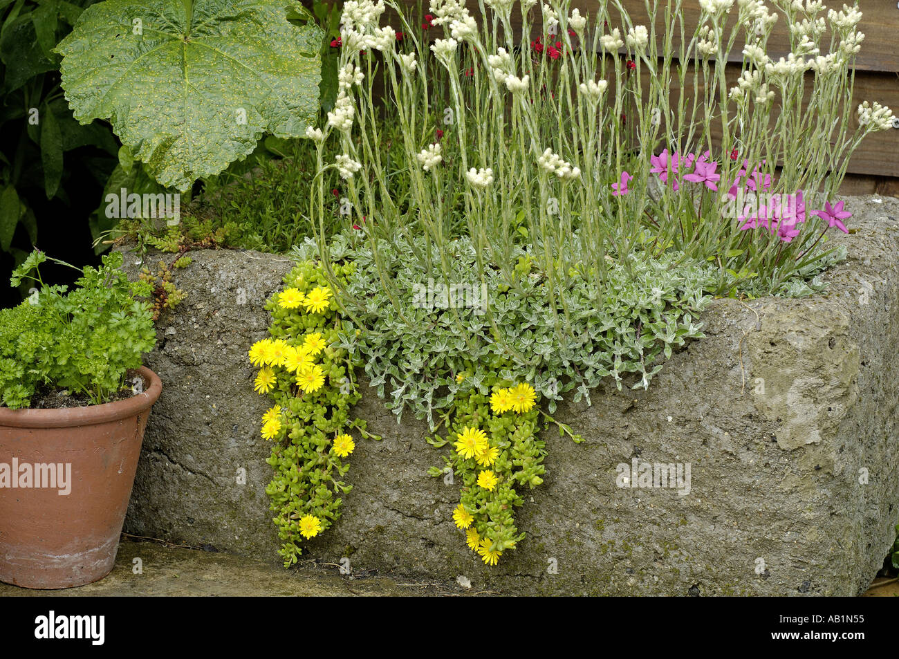 Hypa tufa container planted with alpines UK June Stock Photo - Alamy