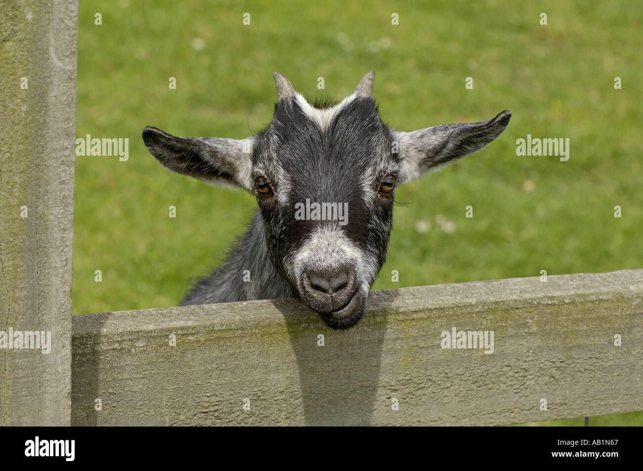 Pygmy Goat looking through bars of gate Stock Photo - Alamy