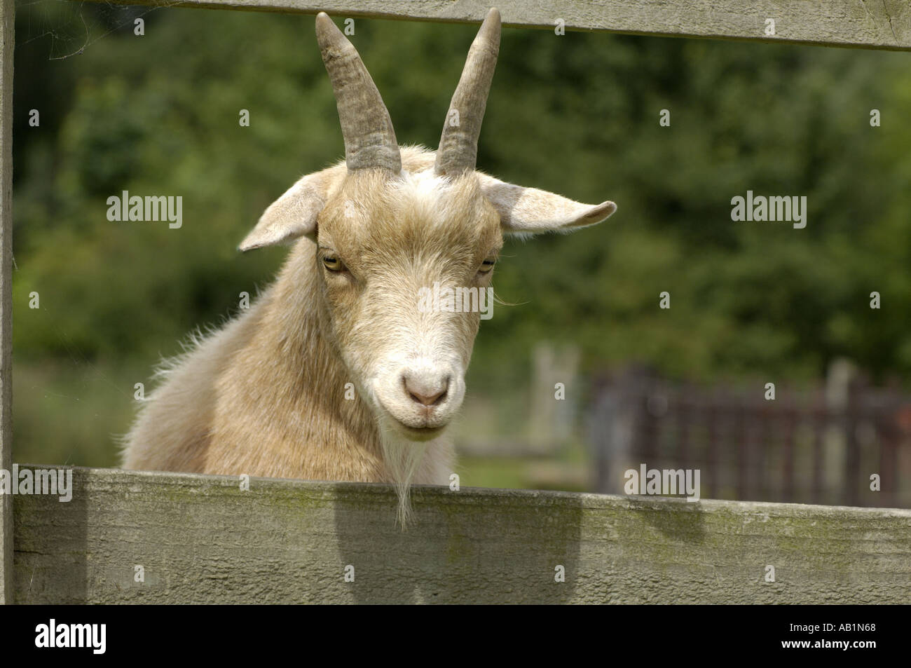 Pygmy Goat looking through bars of gate Stock Photo - Alamy