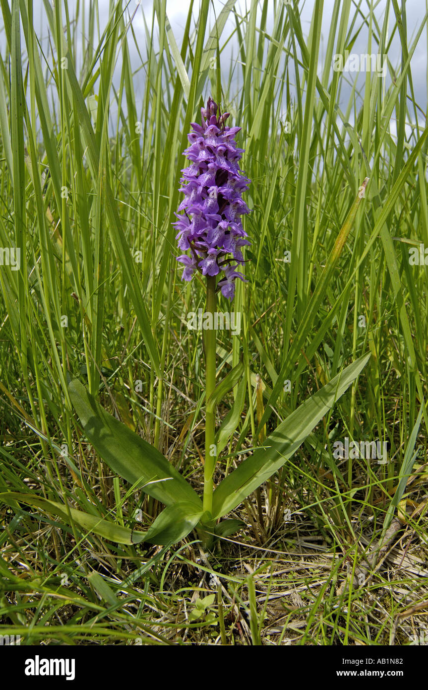 southern marsh orchid UK Stock Photo - Alamy